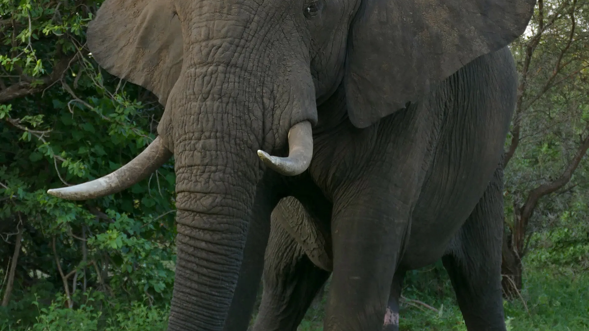 The Elephant in the Room: Folkestone and Hythe Council Tax 2020-21 ...